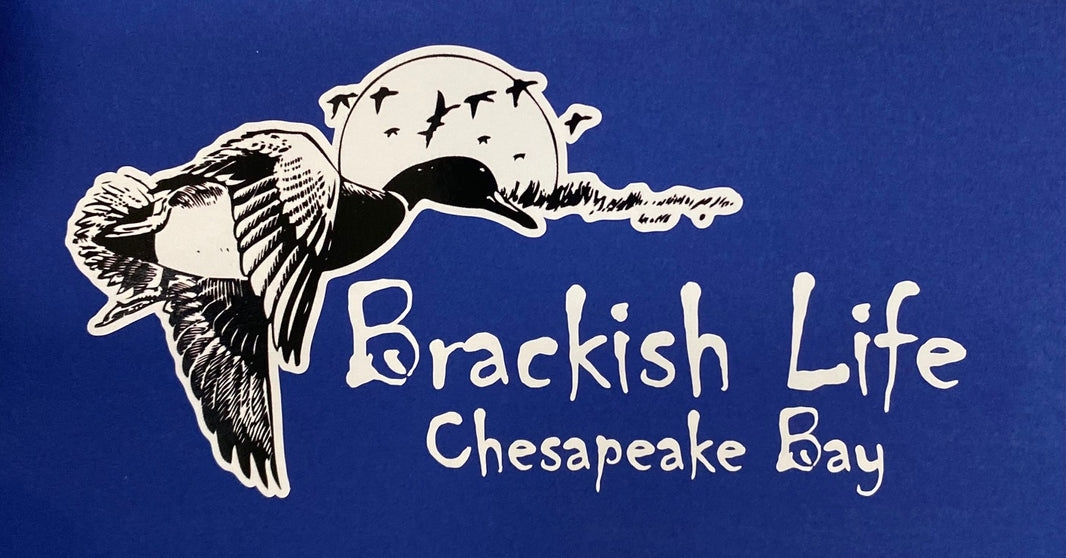 Decals – tagged "decals" – Brackish Life